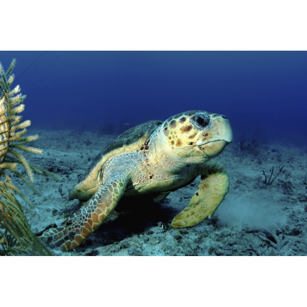 Loggerhead sea turtle Nassau The Bahamas Poster Print - Walmart.com