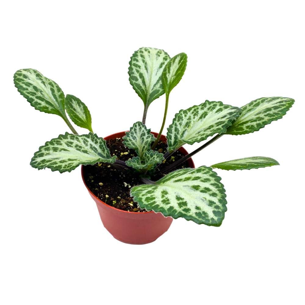 Loki Gesneriad Primulina, 6 inch Flowering Indoor Chirita Plant ...