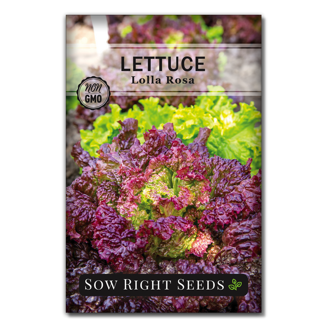 Lolla Rosa Lettuce Seeds - Non GMO Heirloom Varieties for Planting ...