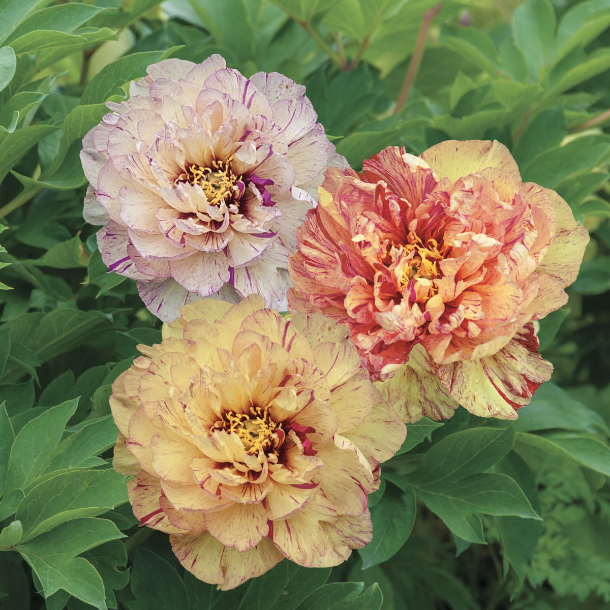 Lollipop Yellow and Red Flowering Itoh Peony Bare Root Perennial ...