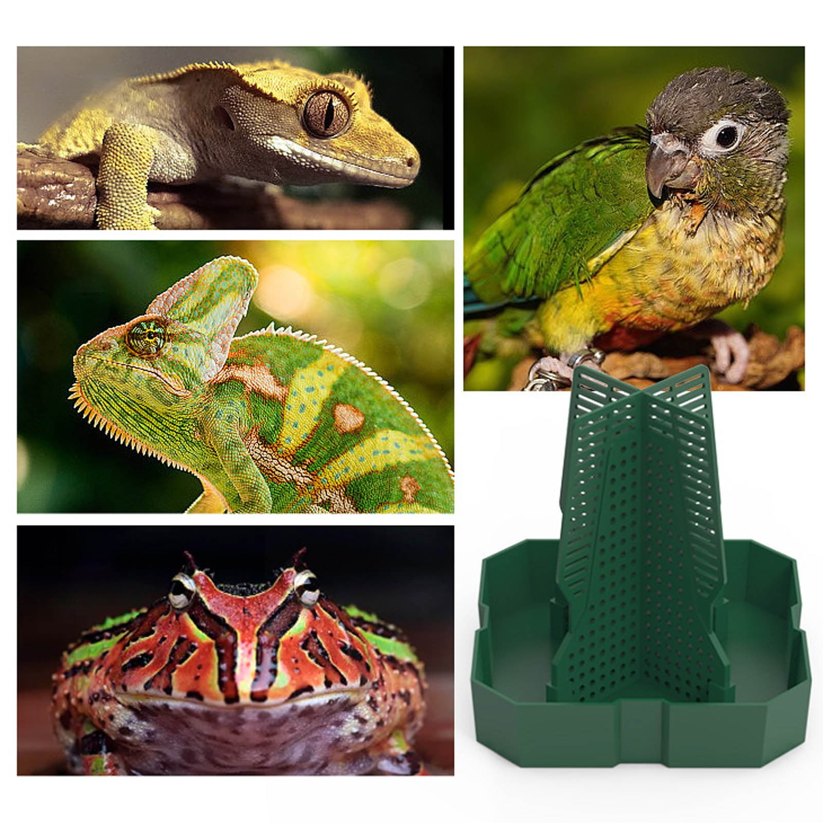 Lolynie Crawling Pet Escape Feeding Ciliary Horn Guard Frog Live Self ...