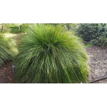 EcoTurf Perennial Peanut Grass 3 Large Gallon Size Plants Arachis ...