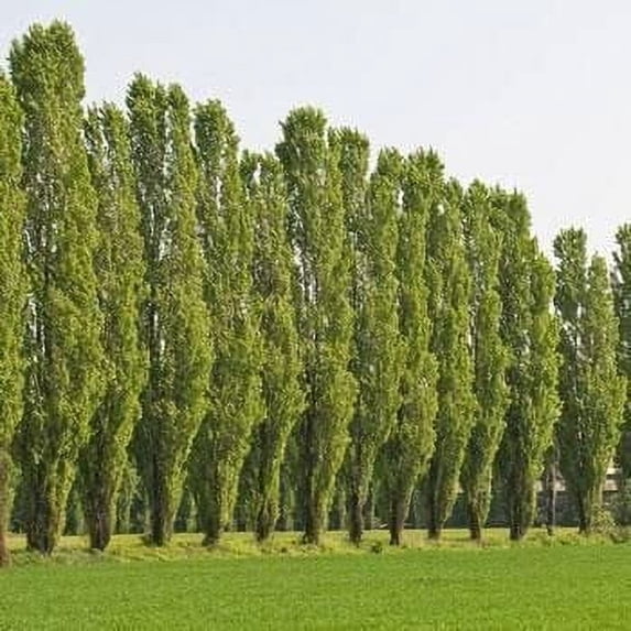 Lombardy Poplar Trees for Planting - Great for Privacy, Wind Block ...