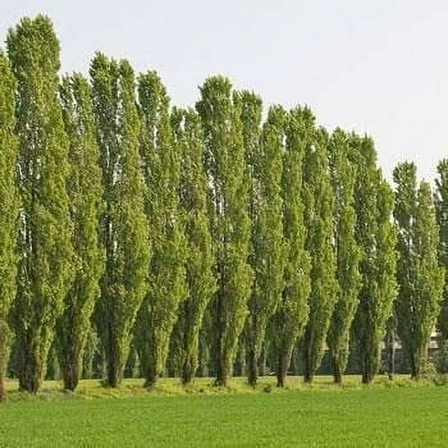 Lombardy Poplar Trees for Planting - Great for Privacy, Wind Block ...