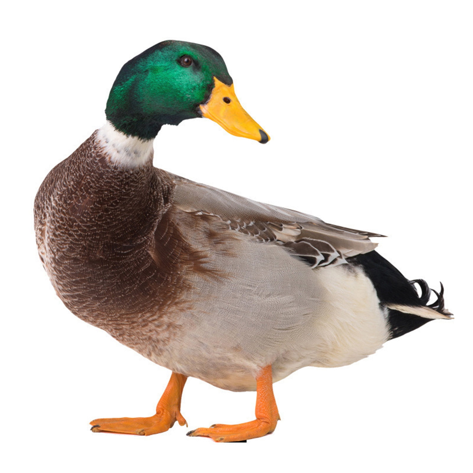 Lomubue Duck Decor Realistic Life-like Ornamental Double-sided Printing ...