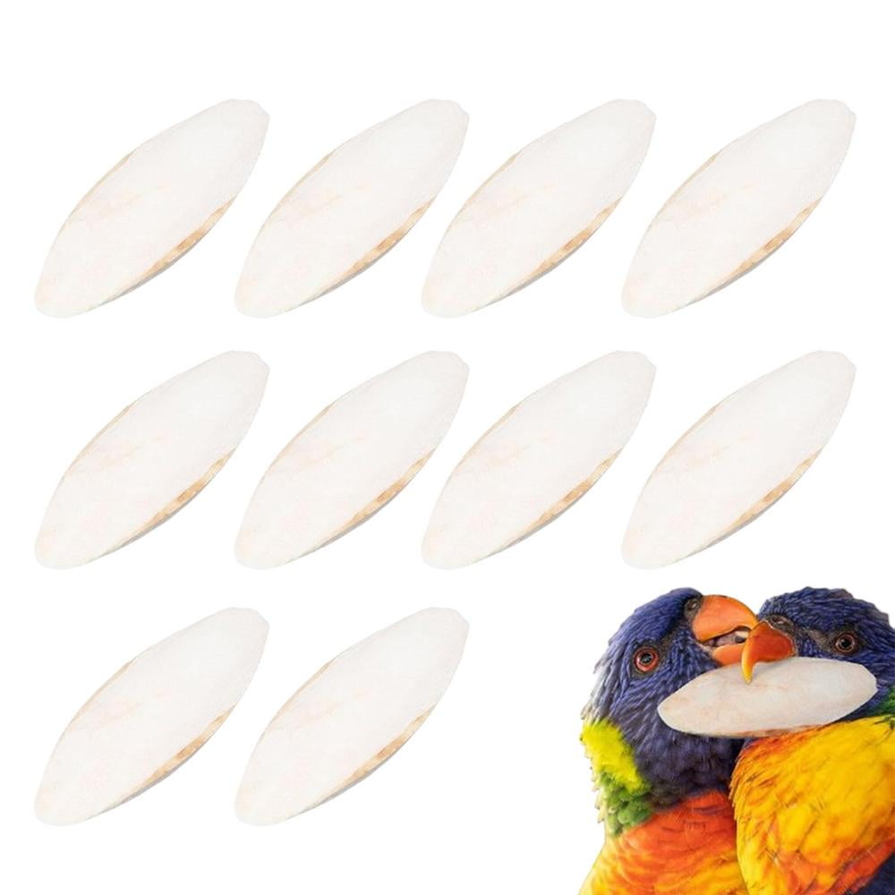 Lona Cuttlebone for Snails 10PCS Natural Cuttlefish Bone Bird Calcium ...