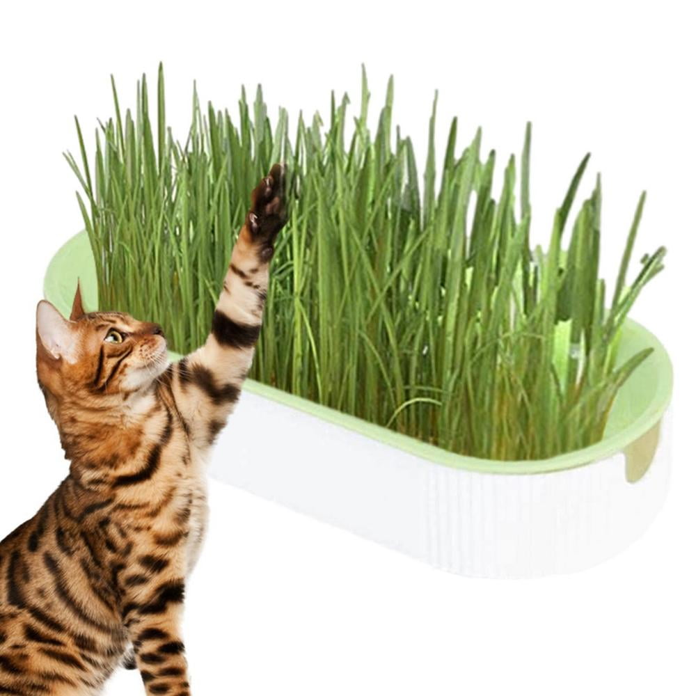 Lona Indoor Cat Grass Growing Set Hydroponic Chewing Plant Growing Set ...