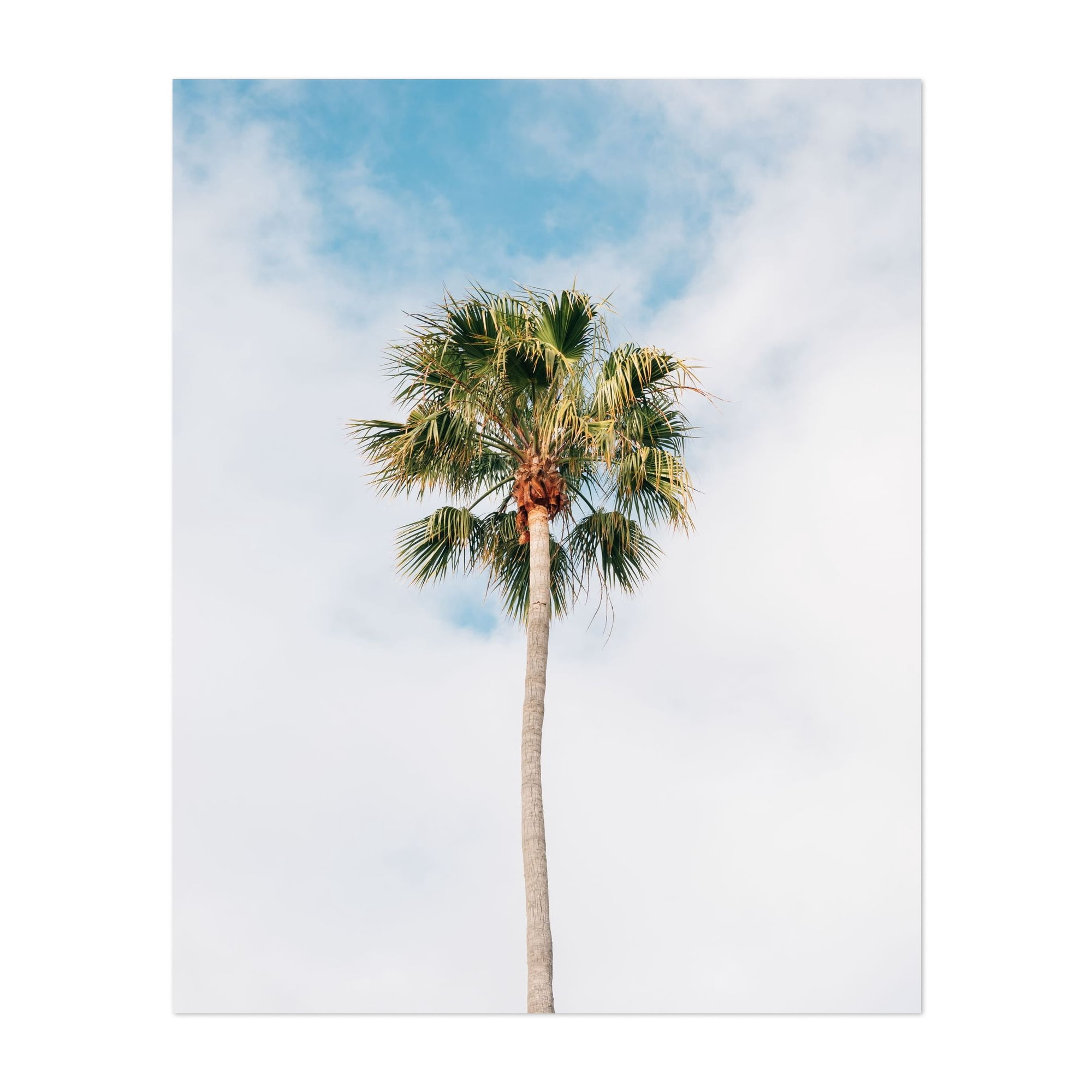 Lone Palm, Treasure Island Park - Laguna Beach California Photography ...