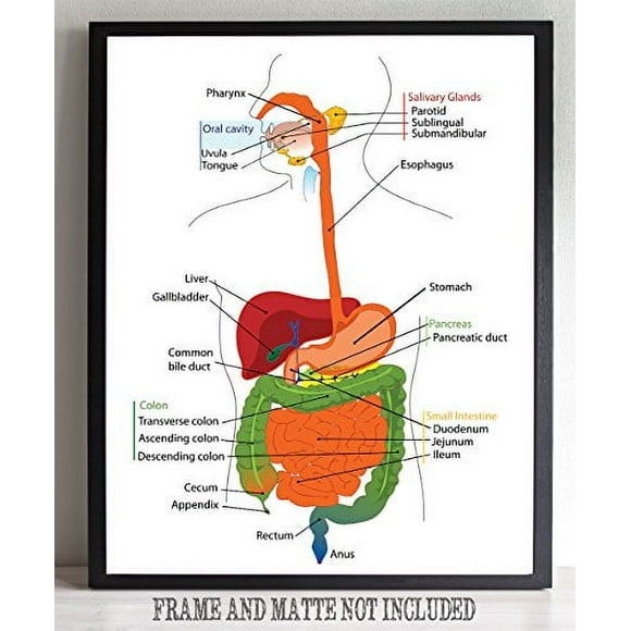 16x20 Prints Posters