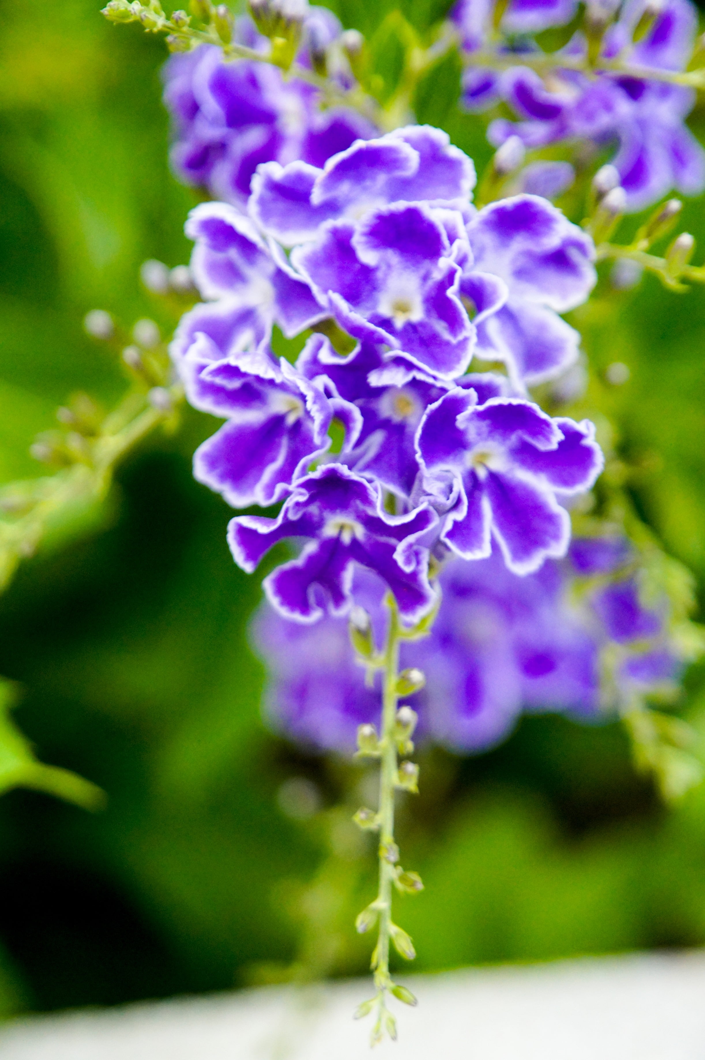 Lone Star Growers Outdoor Live Plant Duranta Erecta Sweet Memories 18 ...