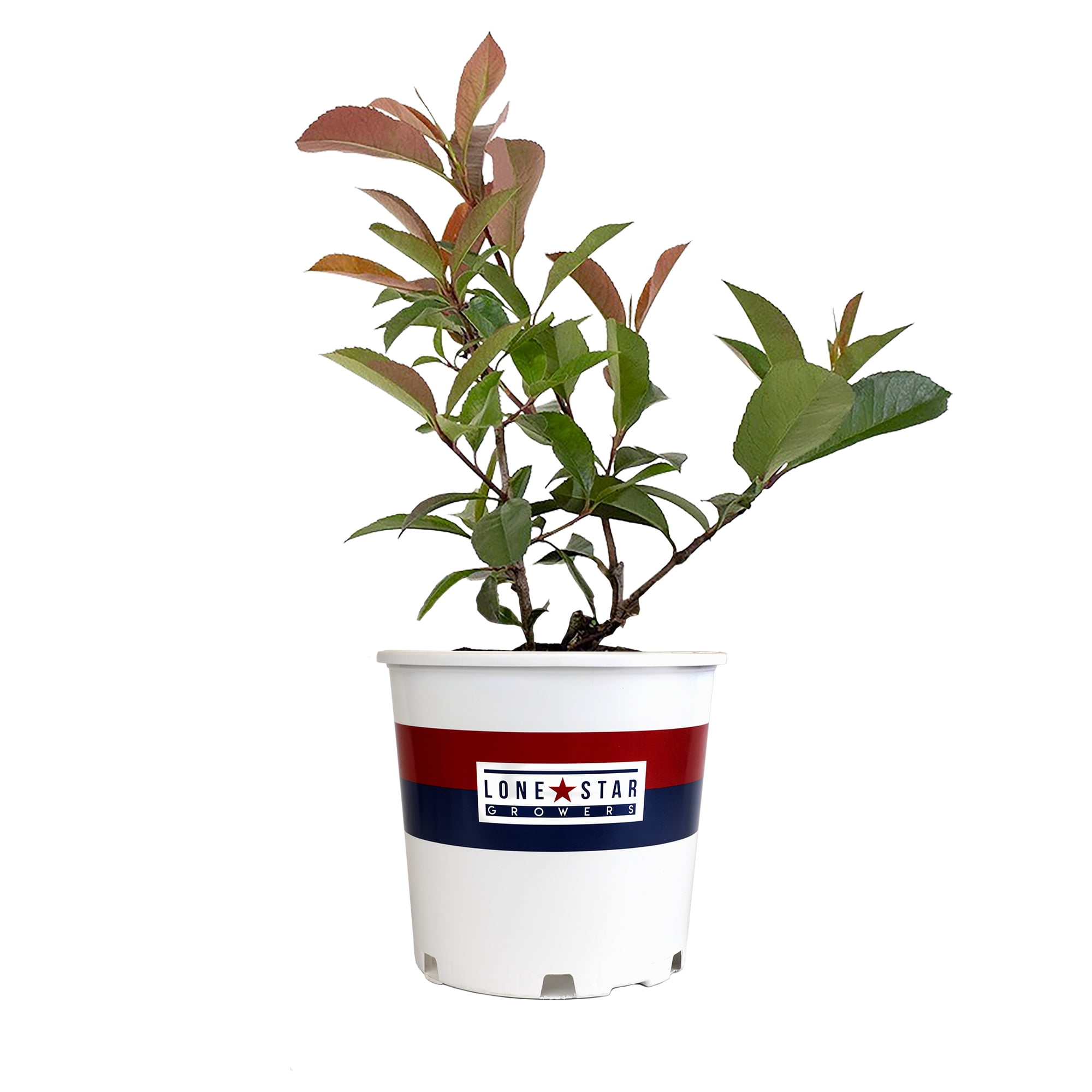 Lone Star Growers Dynamo Red Photinia, Outdoor Plants & Evergreen ...