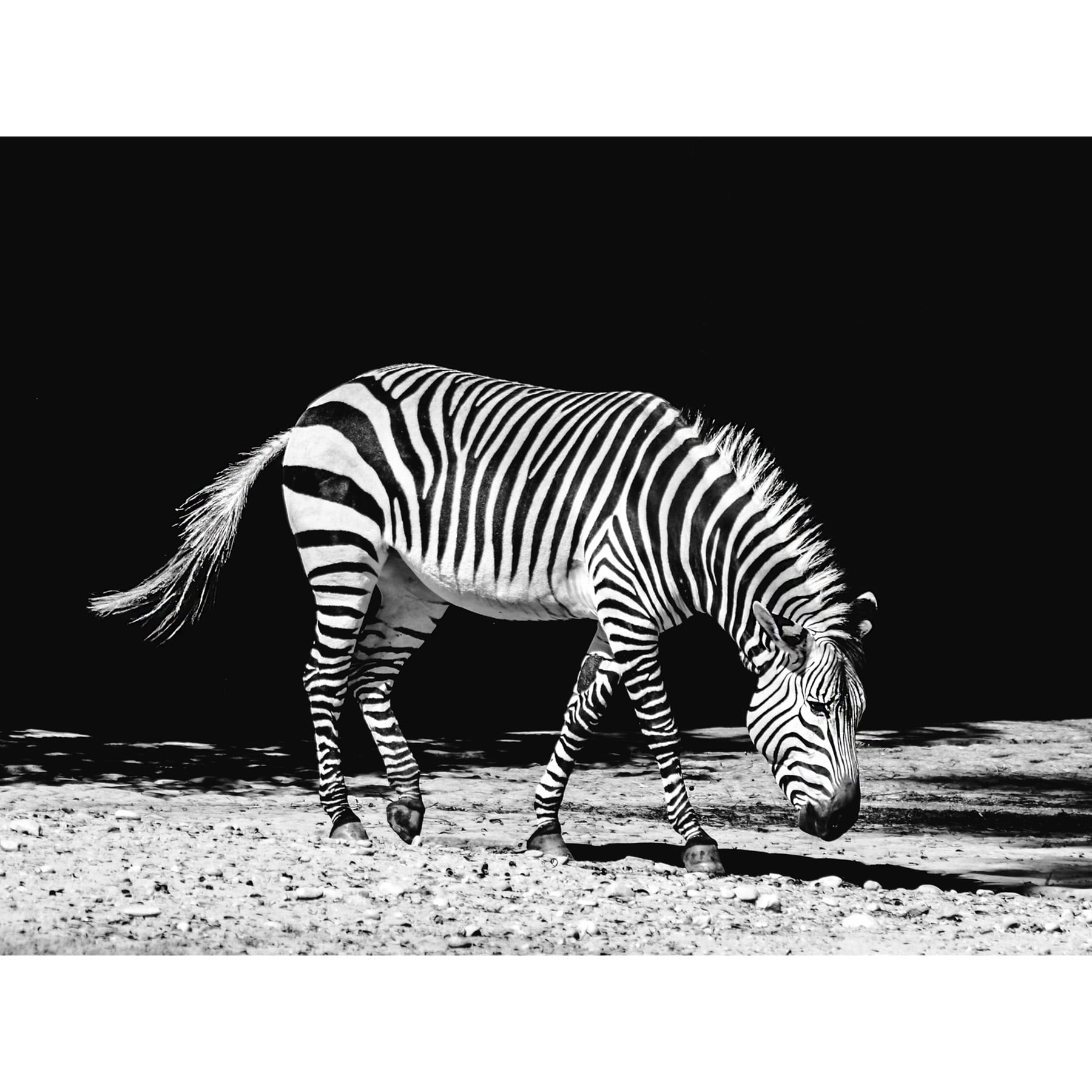 Lone Zebra BW Large Wall Art Print - Walmart.com