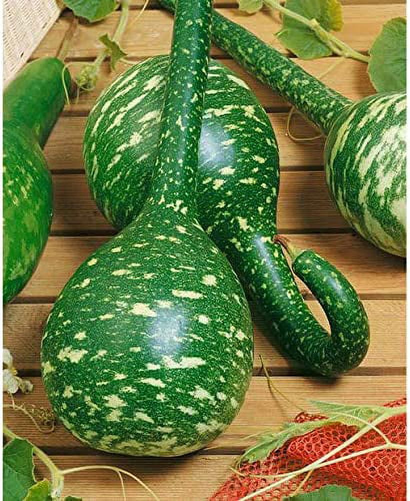 Long Handle Dipper Gourd Seeds for Planting - 20 Seeds - Walmart.com