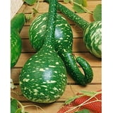 Long Handle Dipper Gourd Seeds for Planting - 20 Seeds - Walmart.com