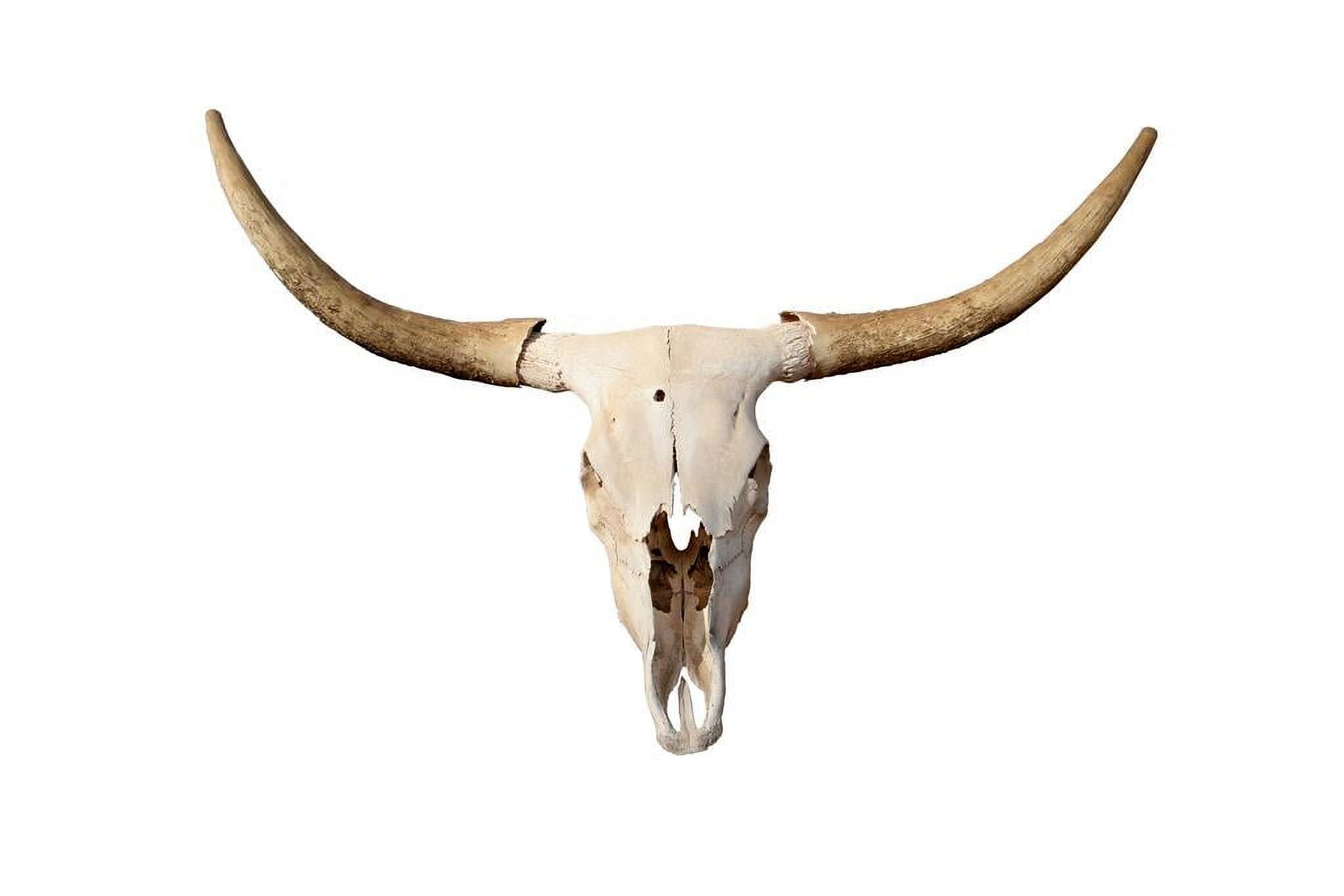 Long Horn Bull Skull Rendering Photo Bull Pictures Wall Decor Longhorn ...