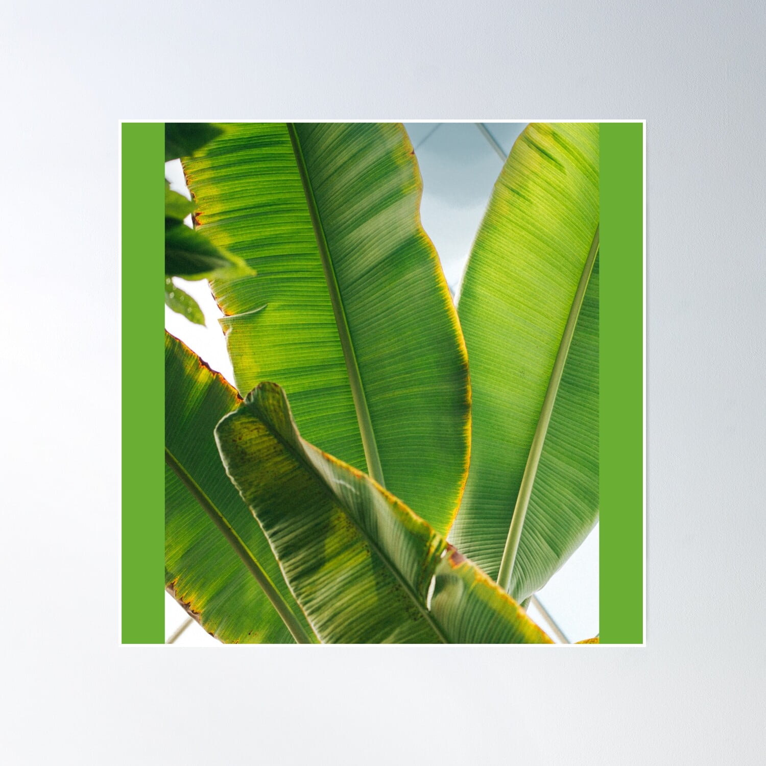 Long Island Baha Banana Leaf Poster Wall Art, Modern Wall Decor, 24x24 ...
