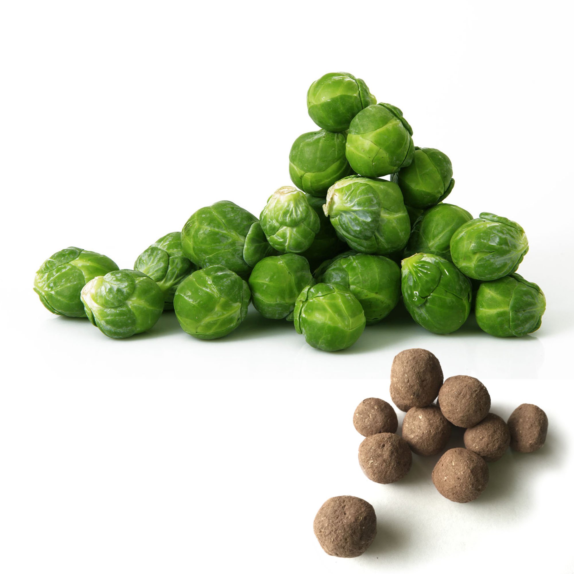 Long Island Improved Brussels DHF10 Sprouts Seed Balls (Pack of 20 ...