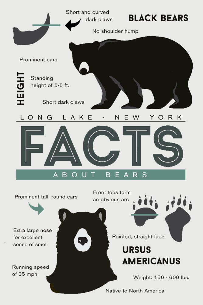 Long Lake, New York, Facts About Black Bears (12x18 Wall Art Poster ...