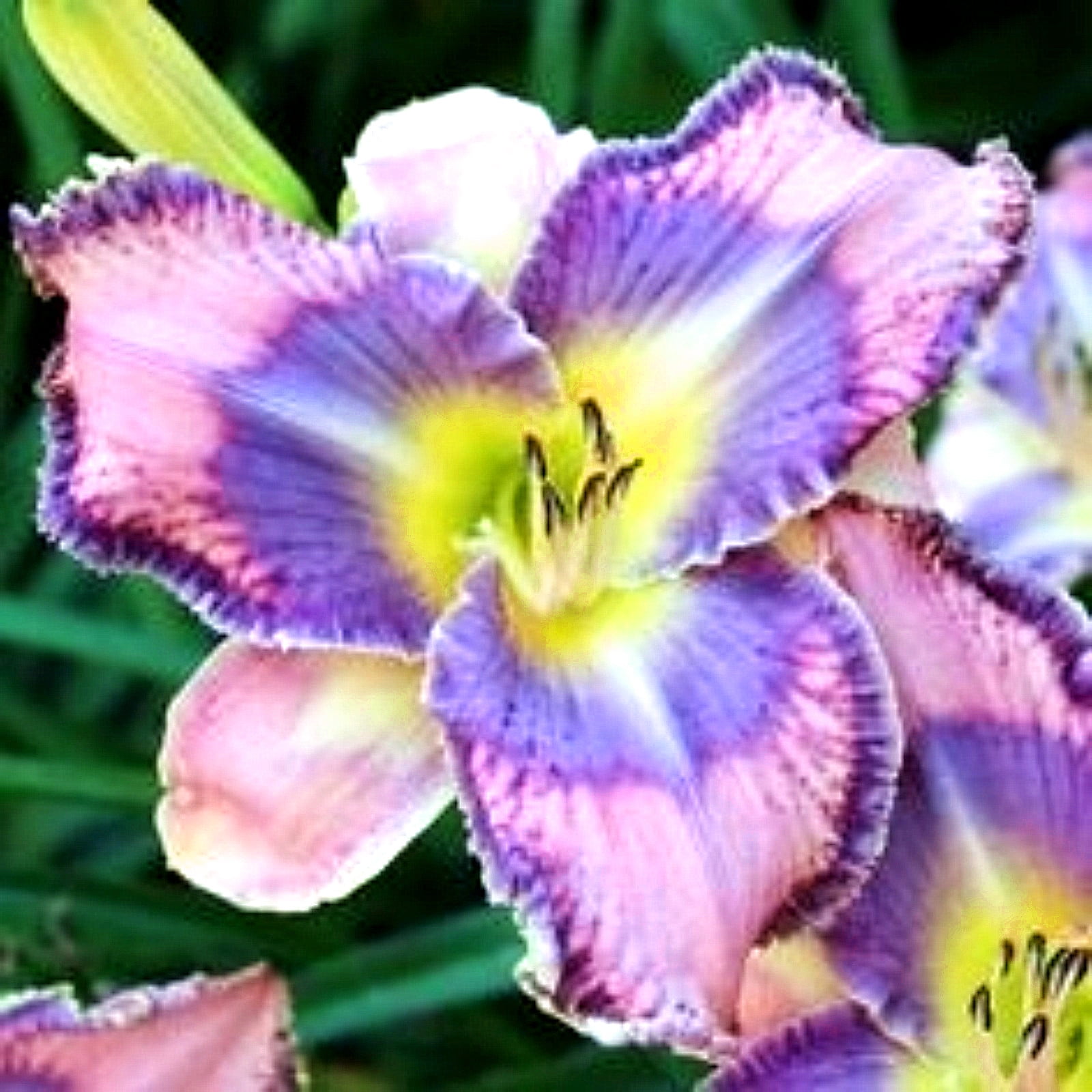 Long-Lasting Daylilies – Low-Maintenance Perennials for Bright Outdoor ...