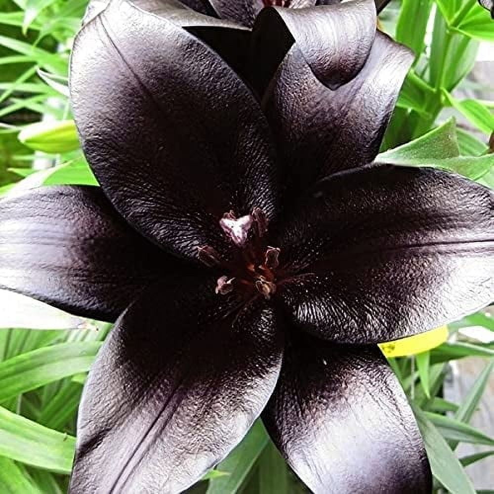 Long Lasting, Garden (Lilies) Rich Colors, Perennial lily , - Walmart.com