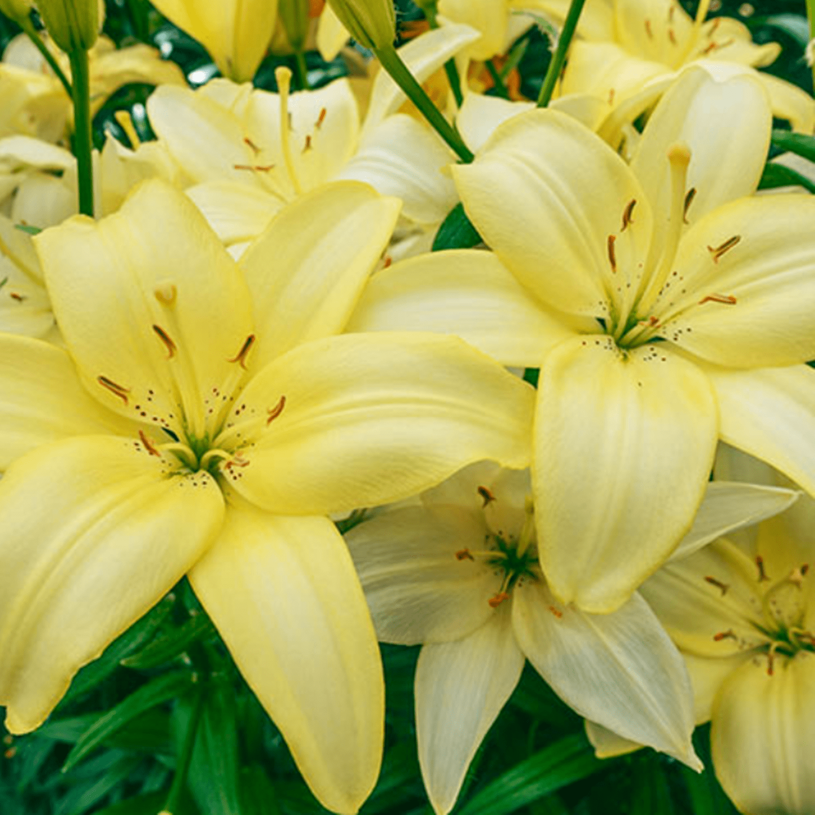 Long Lasting, Garden (Lilies) Rich Colors, Perennial lily , - Walmart.com