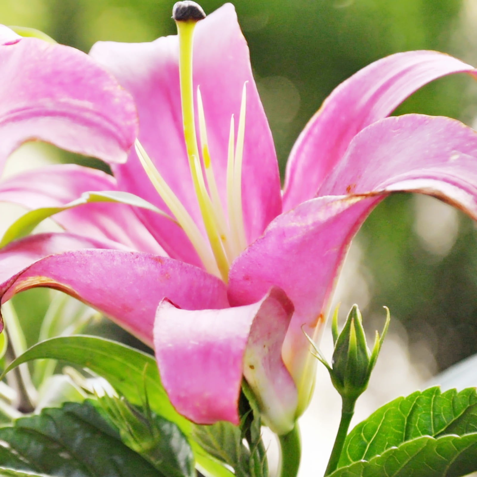 Long Lasting, Garden (Lilies) Rich Colors, Perennial lily , - Walmart.com