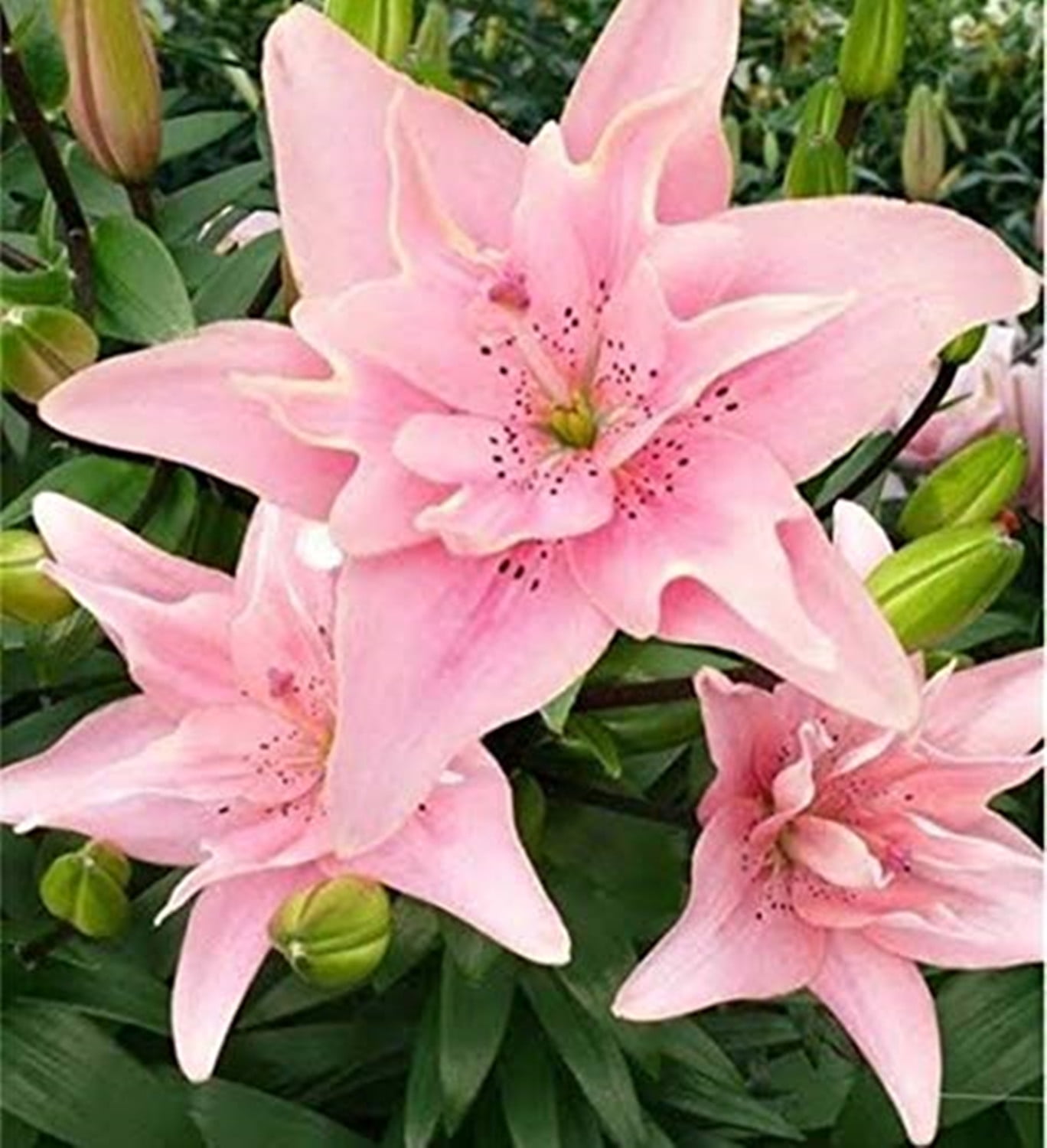 Long Lasting, Garden (Lilies) Rich Colors, Perennial lily , - Walmart.com