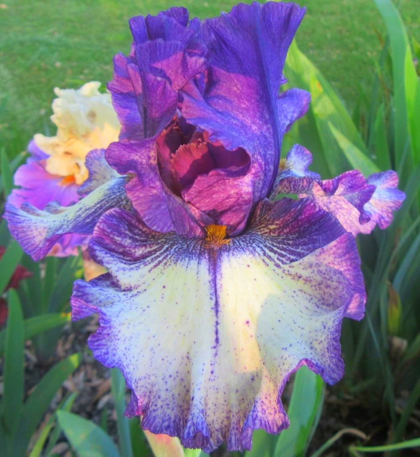 Long Lasting, (Iris) Professional, Pots to Grow, Perennial Bearded Iris ...