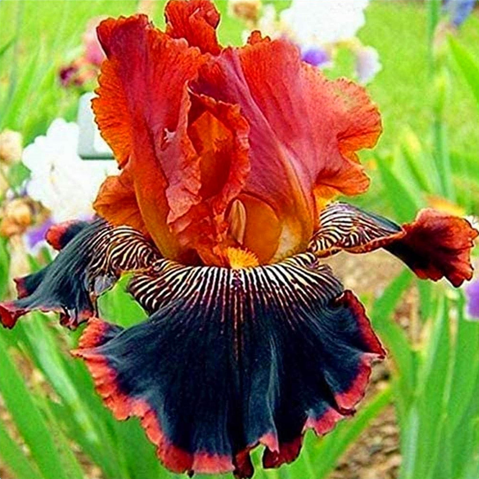 Long Lasting, (Iris) Professional, Pots to Grow, Perennial Bearded Iris ...