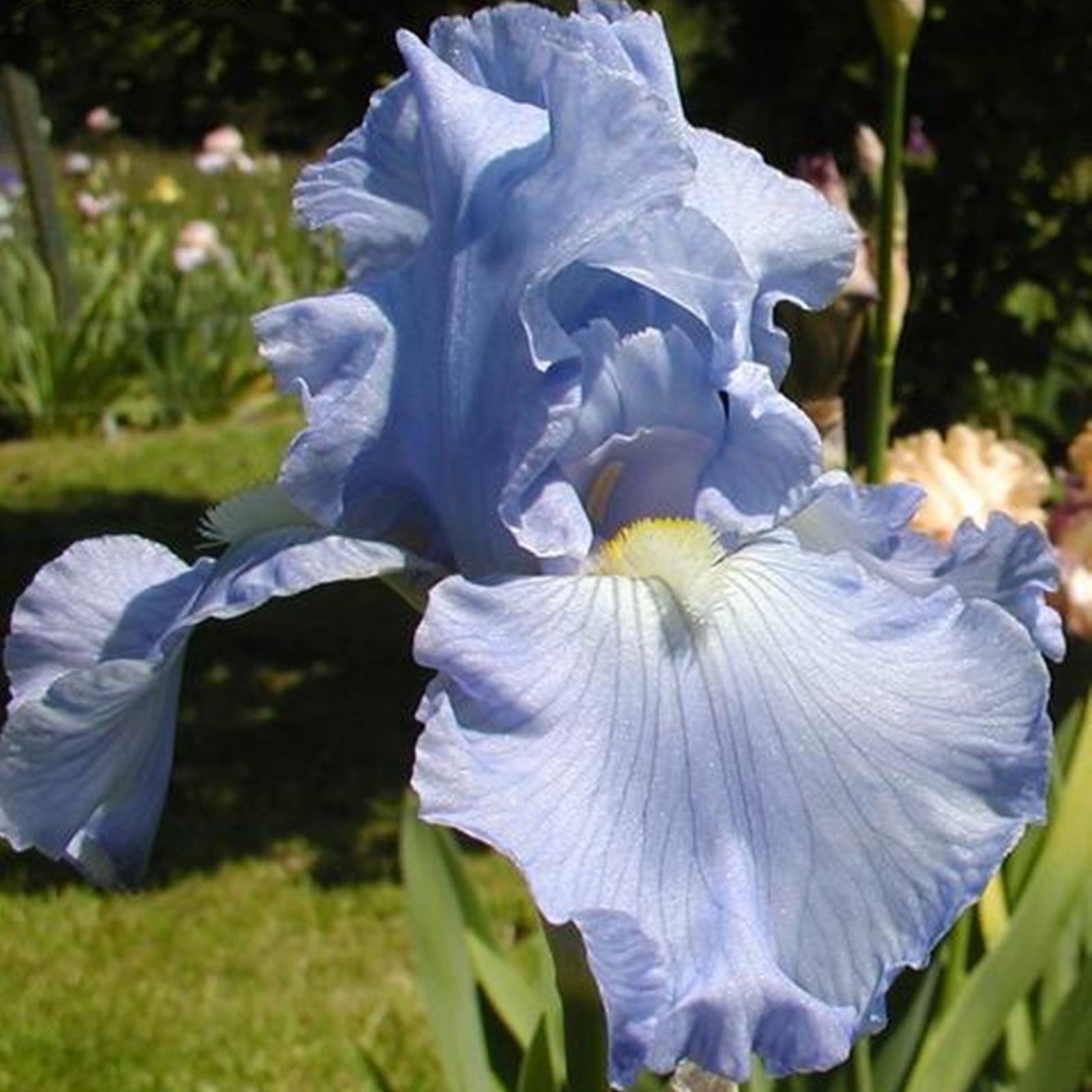 Long Lasting, (Iris) Professional, Pots to Grow, Perennial Bearded Iris ...