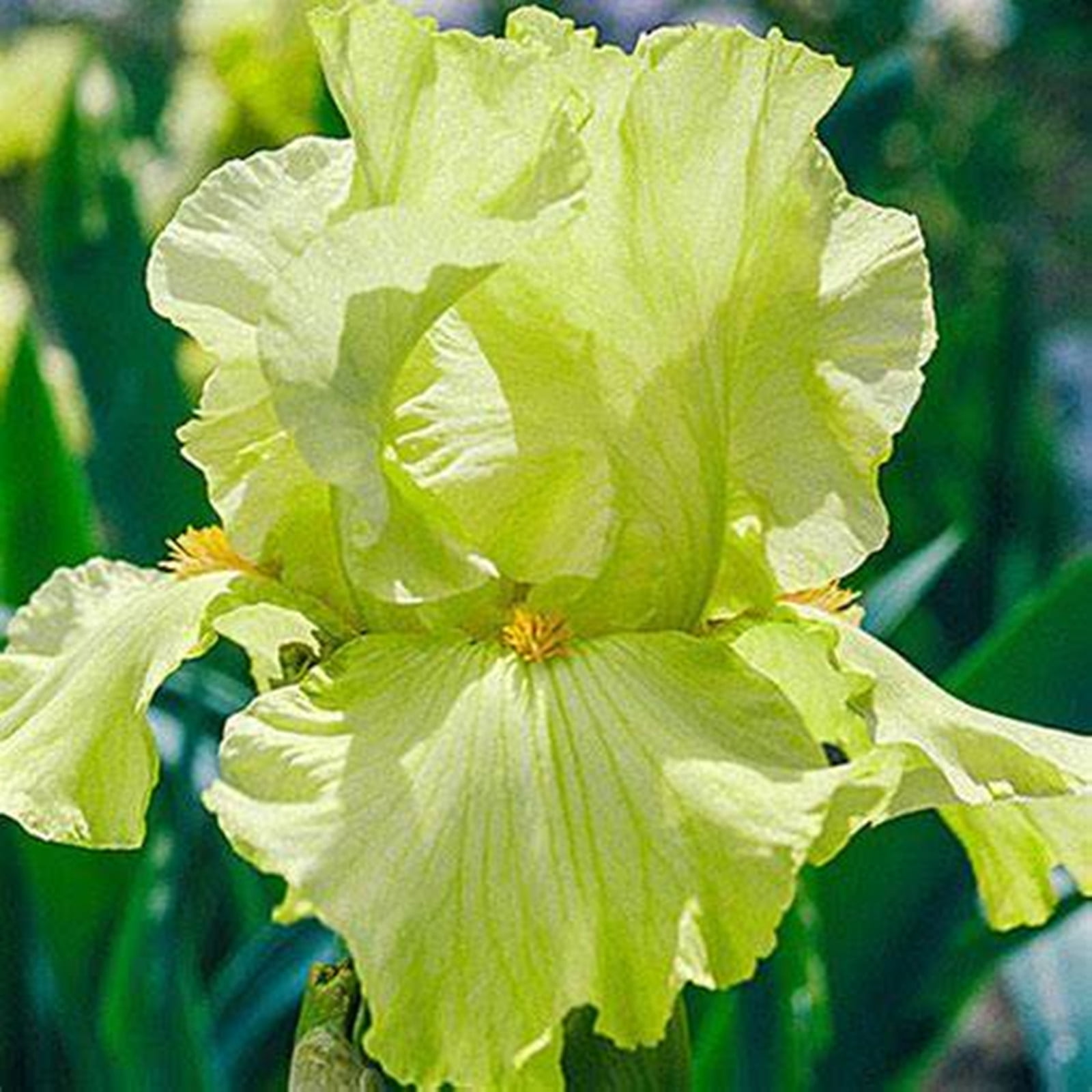 Long Lasting, (Iris) Professional, Pots to Grow, Perennial Bearded Iris ...