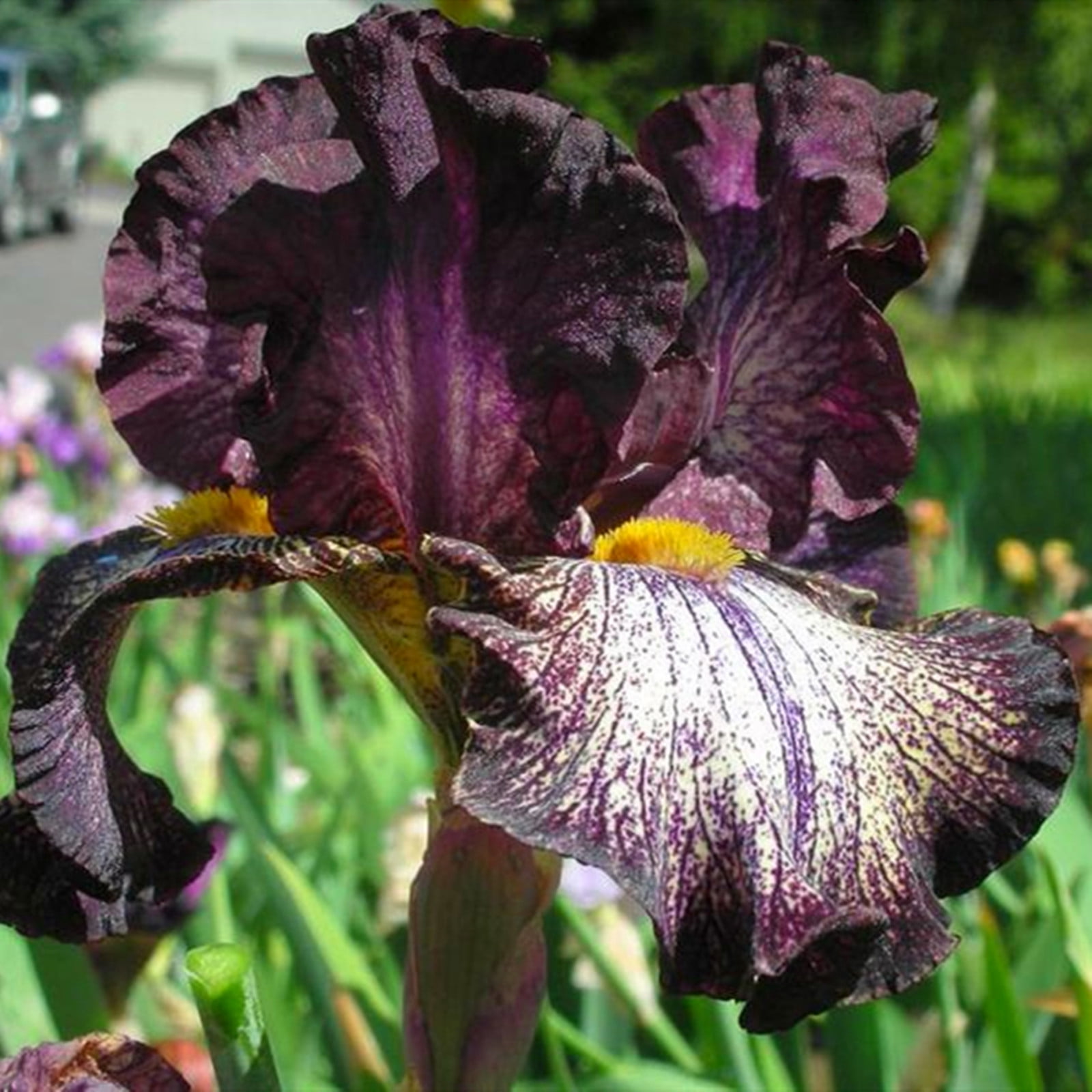 Long Lasting, (Iris) Professional, Pots to Grow, Perennial Bearded Iris ...