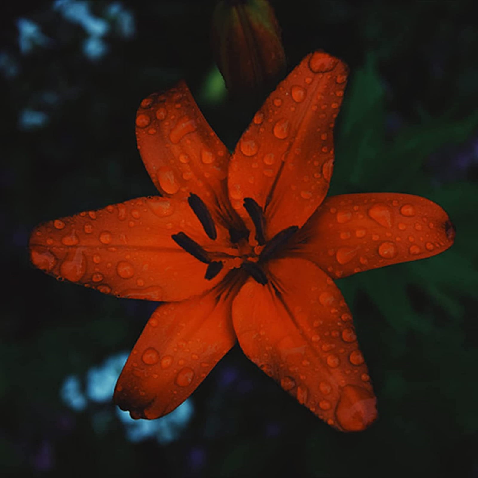 Long Lasting, Rich Colors, Perennial lily , Garden (Lilies) - Walmart.com