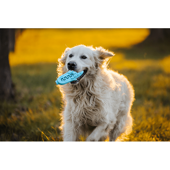 Long-Lasting Squeaky Fun: Heavy-Duty Natural Rubber Chew for Aggressive ...