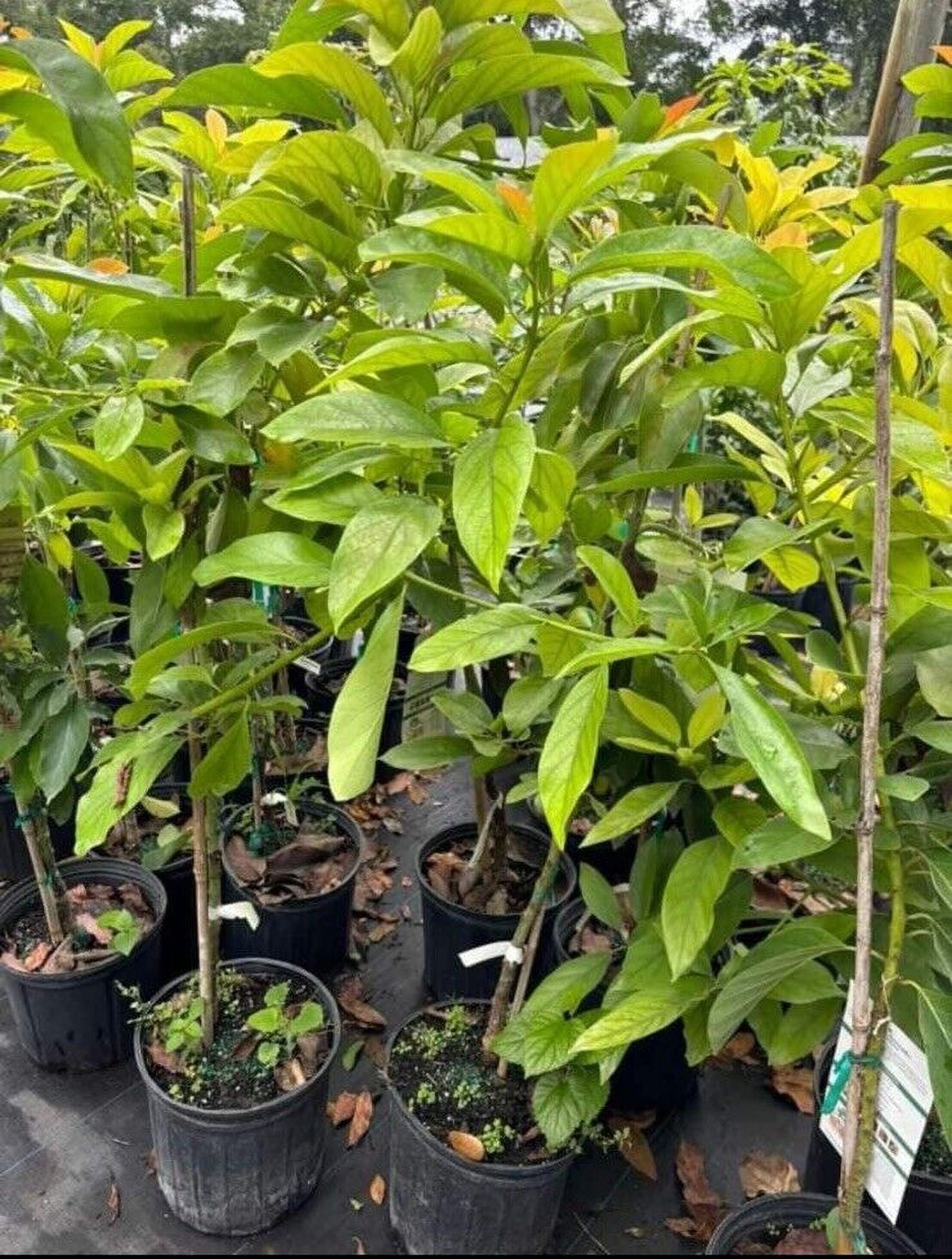 Long Neck RUSSELL Avocado ~3Ft Grafted Tree 3Gal Pot Ship UPS Overnight ...