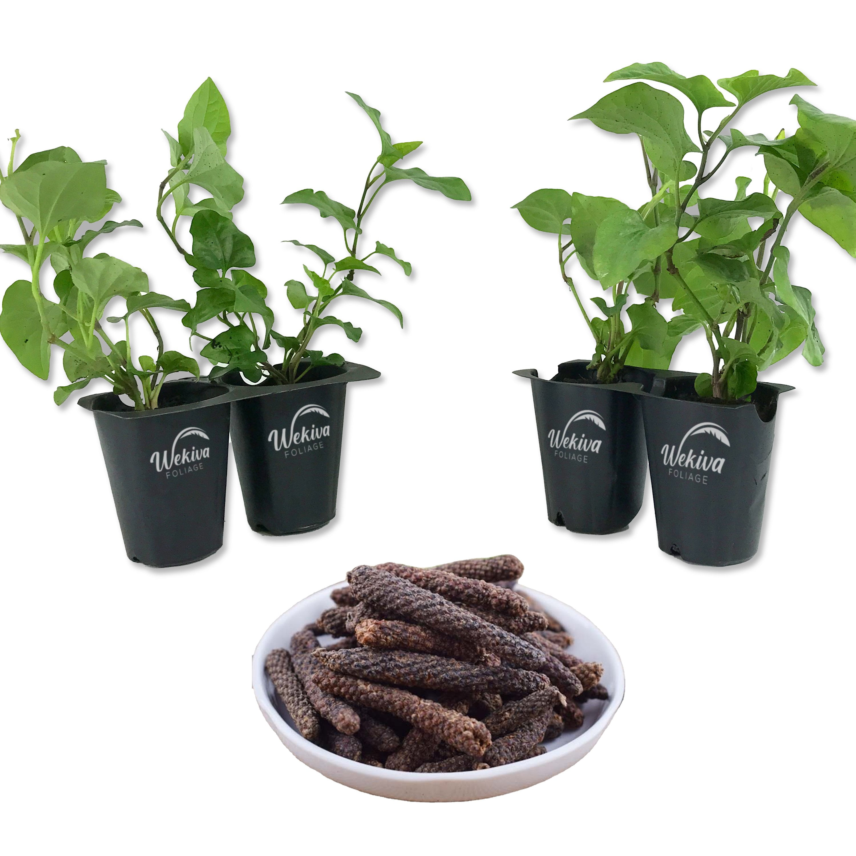 Long Pepper Plant - 4 Live Starter Plants in 2 Inch Pots - Piper Longum ...
