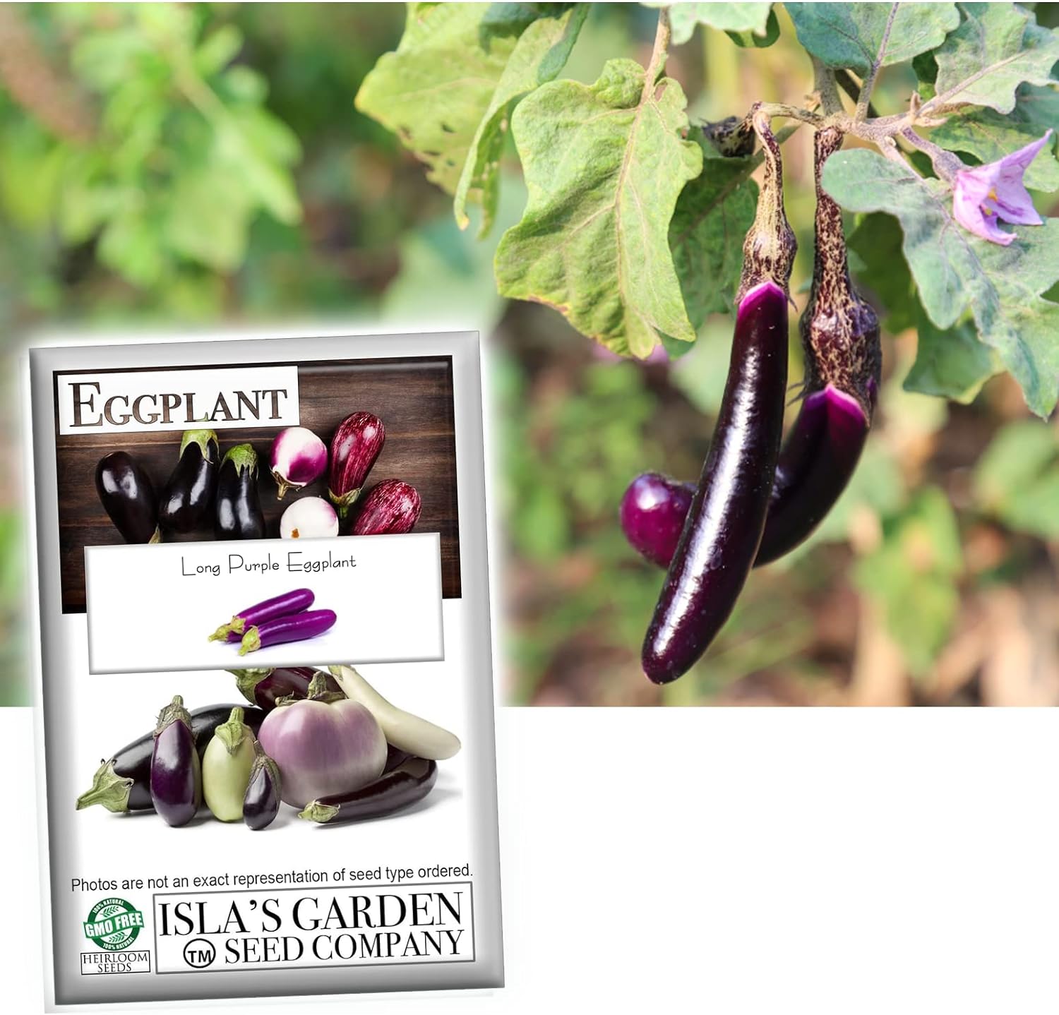 Long Purple Eggplant Seeds for Planting, 100+ Heirloom Seeds Per Packet ...