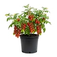 Long Red Tomato Plants Live for Planting, Live Tomato Plant in Pot ...