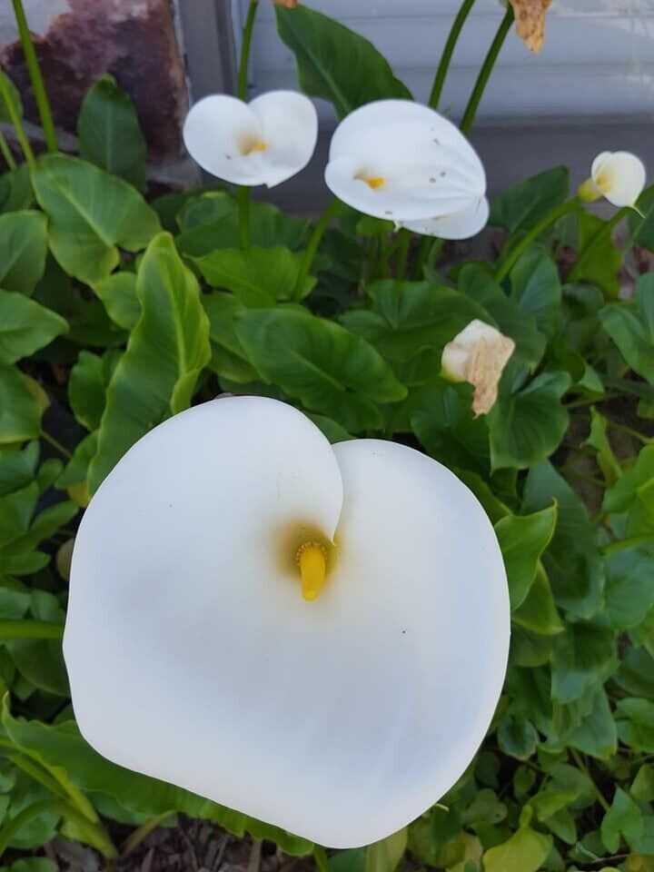 Long Stem Calla Lily Rhizome/Bulb LIVE PLANTS Classic Pure White: Lot ...