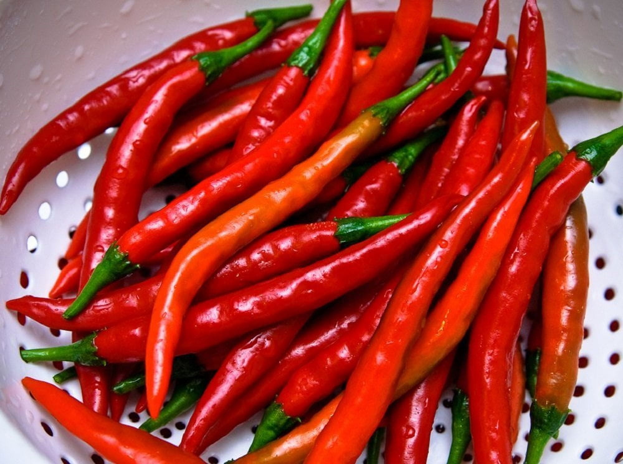 "Live Garden Fresh Chili - Long Thin Red Cayenne Pepper Plant in Potted ...