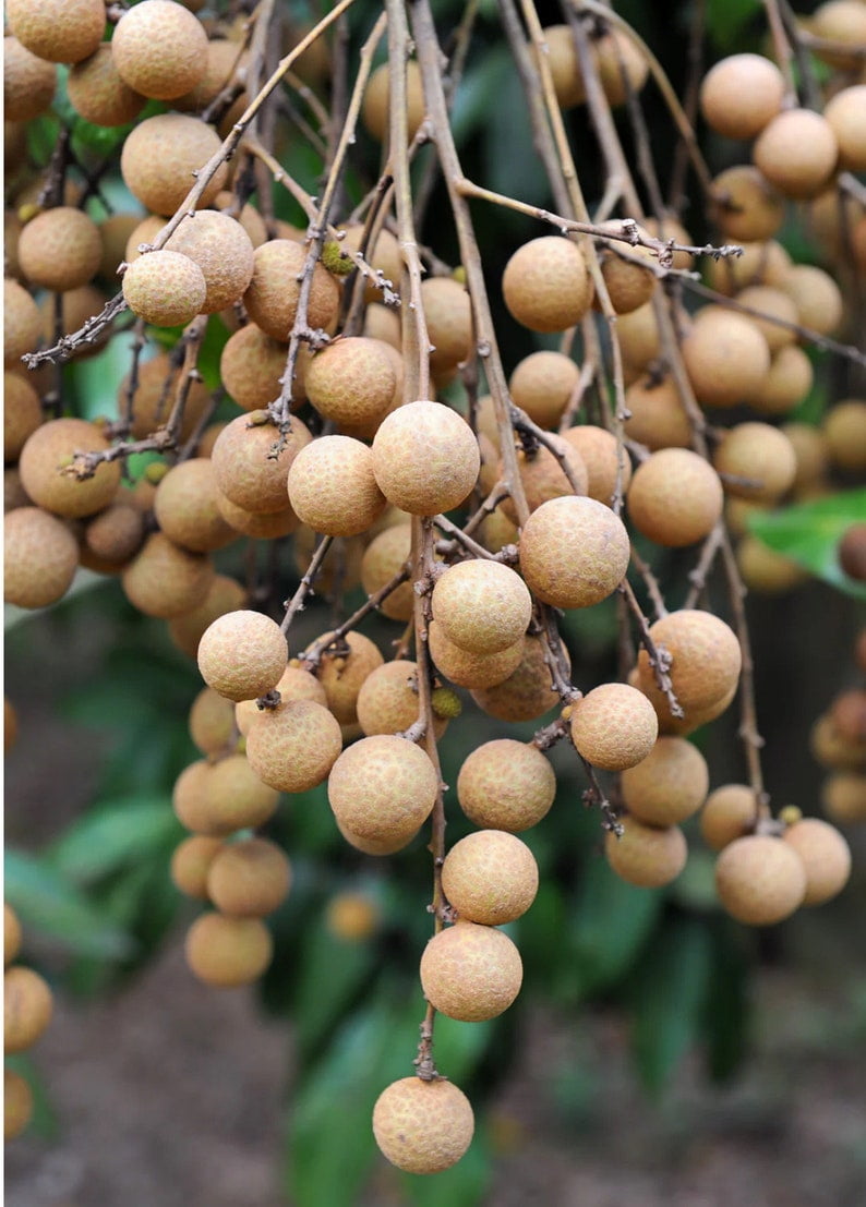 Longan, Pink 'Sri Chompoo' (Dimocarpus longan) Air Layered 3-4 Feet ...