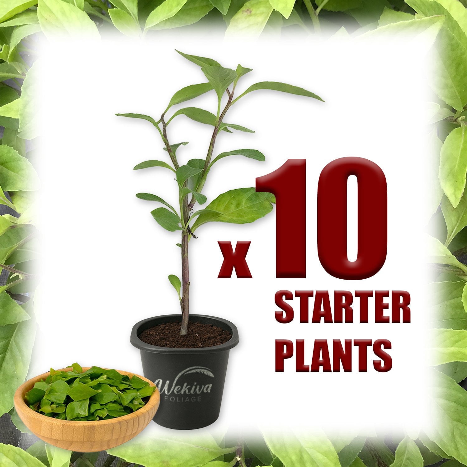 Wekiva Foliage Longevity Spinach, Gynura Procumbens, 10 Live Starter ...