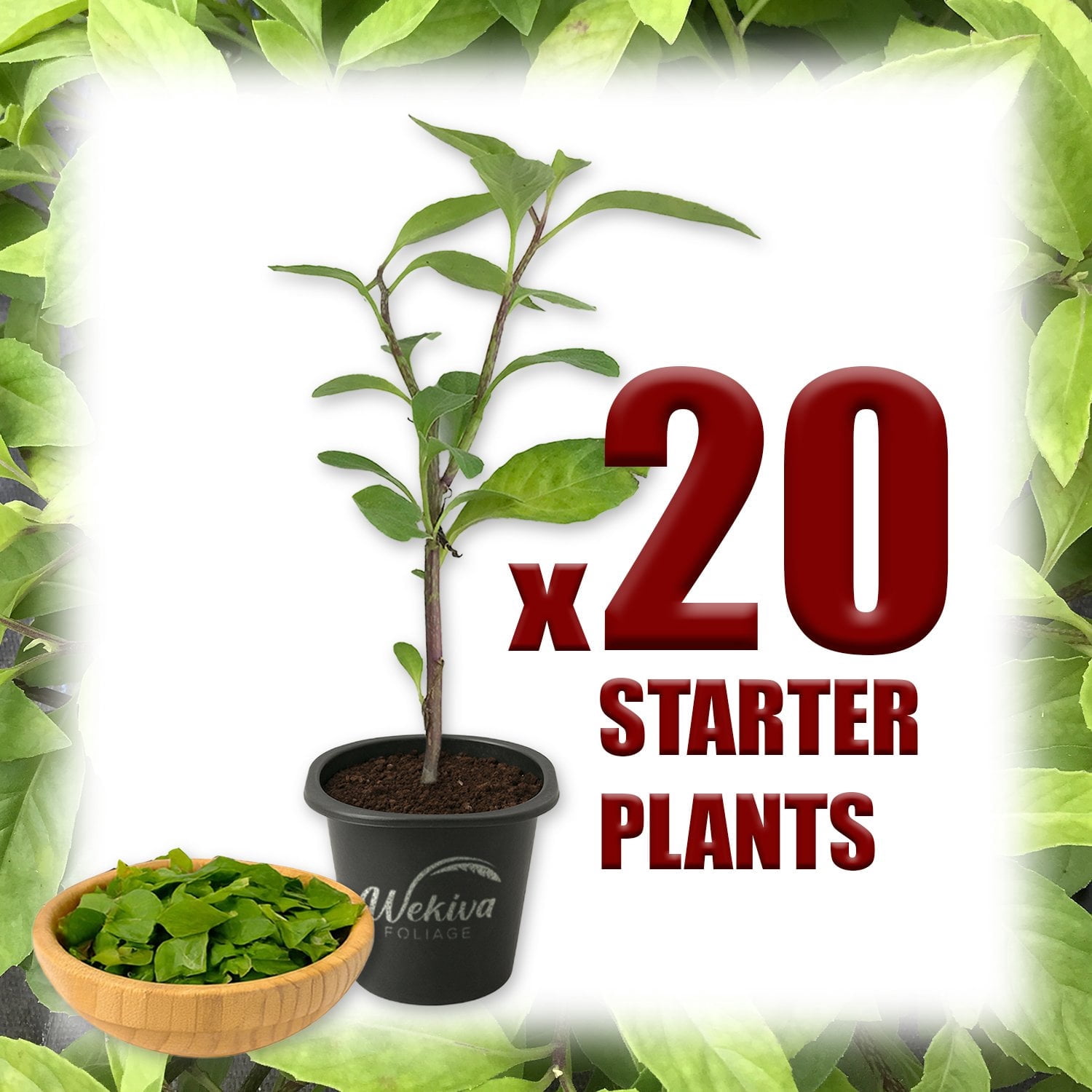 Longevity Spinach - 20 Live Starter Plants - Gynura Procumbens - Grow ...