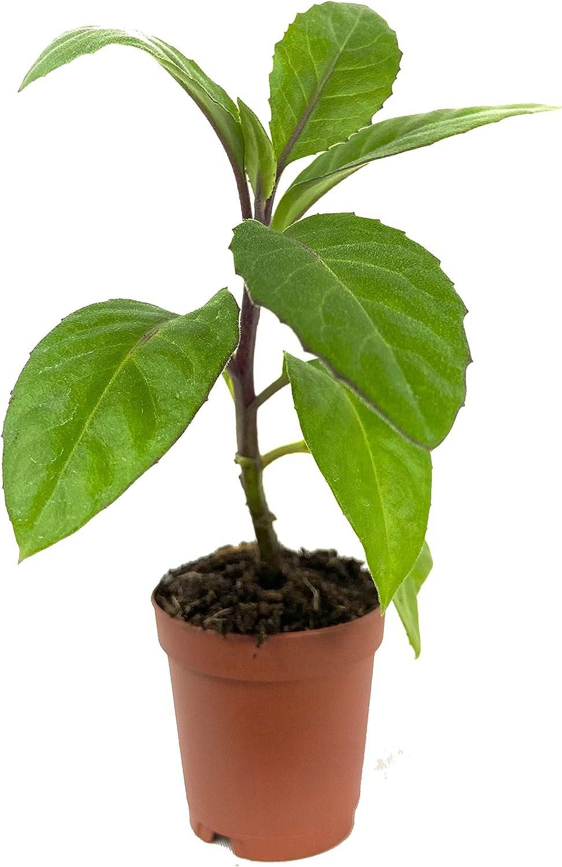 Longevity Spinach - 3 Live Starter Plants - Gynura Procumbens - Grow ...