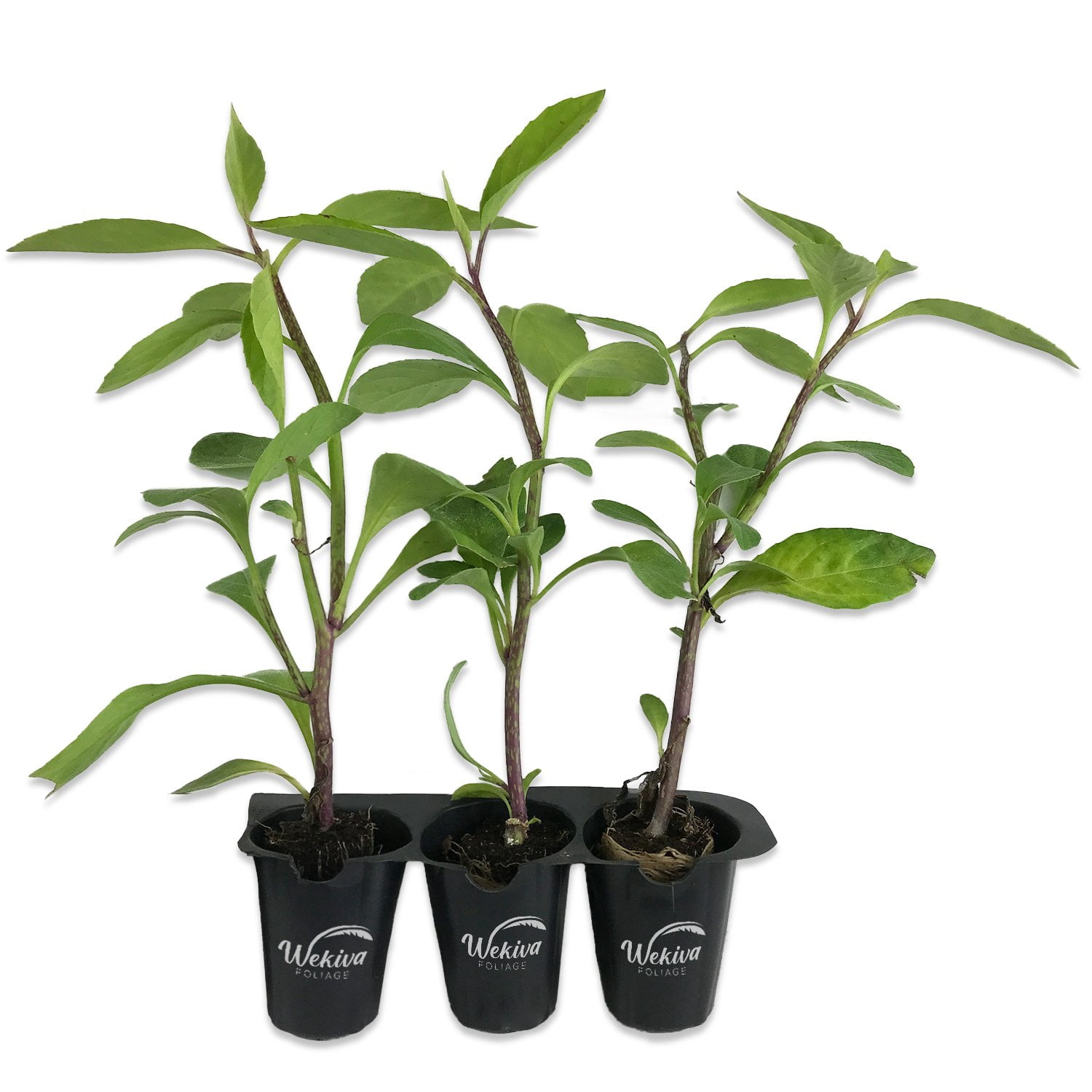 Longevity Spinach - 3 Live Starter Plants - Gynura Procumbens - Grow ...