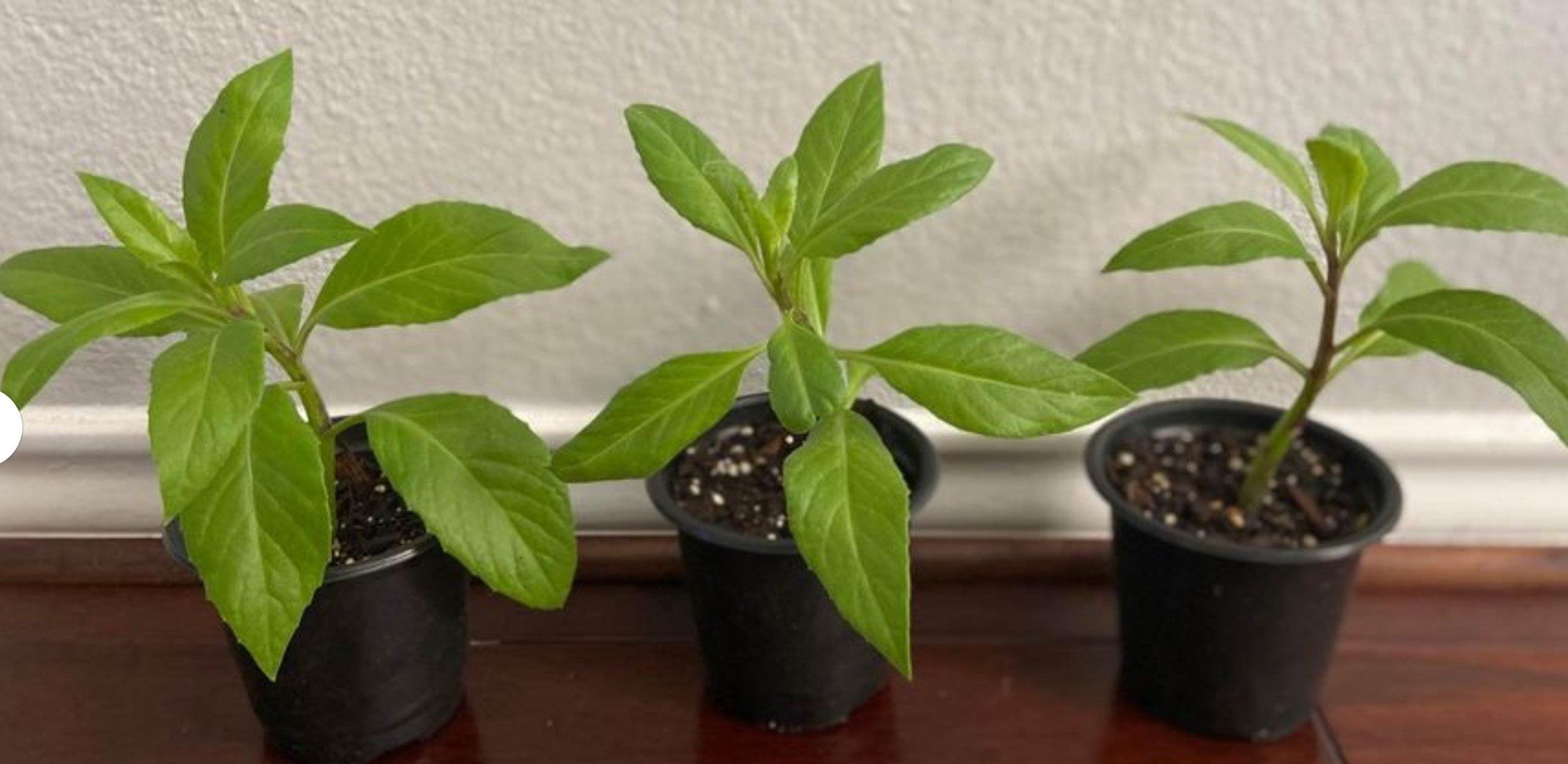 Longevity Spinach / Gynura procumbens, live plant, 1 count - Walmart.com