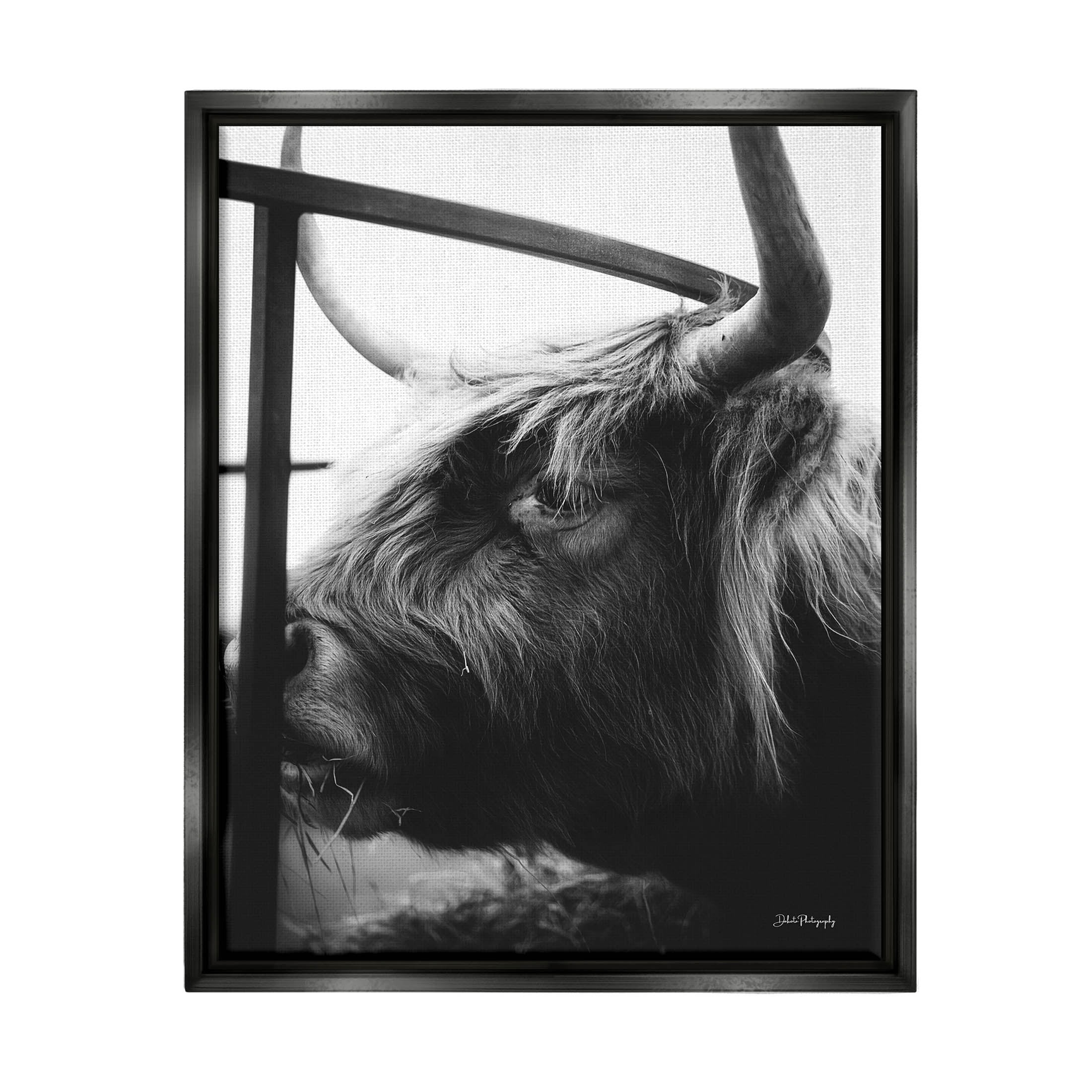 Longhorn Cattle Feeding Portrait Animals & Insects Photograph Jet Black ...