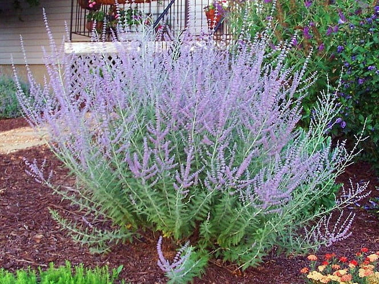 Longin Russian Sage Plant - Perovskia - Compact - Gallon Pot - Walmart.com
