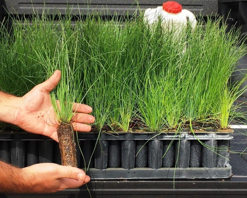 Longleaf Pine Tree 20 Live Plants Pines Palustris Hardy Fast Growing ...