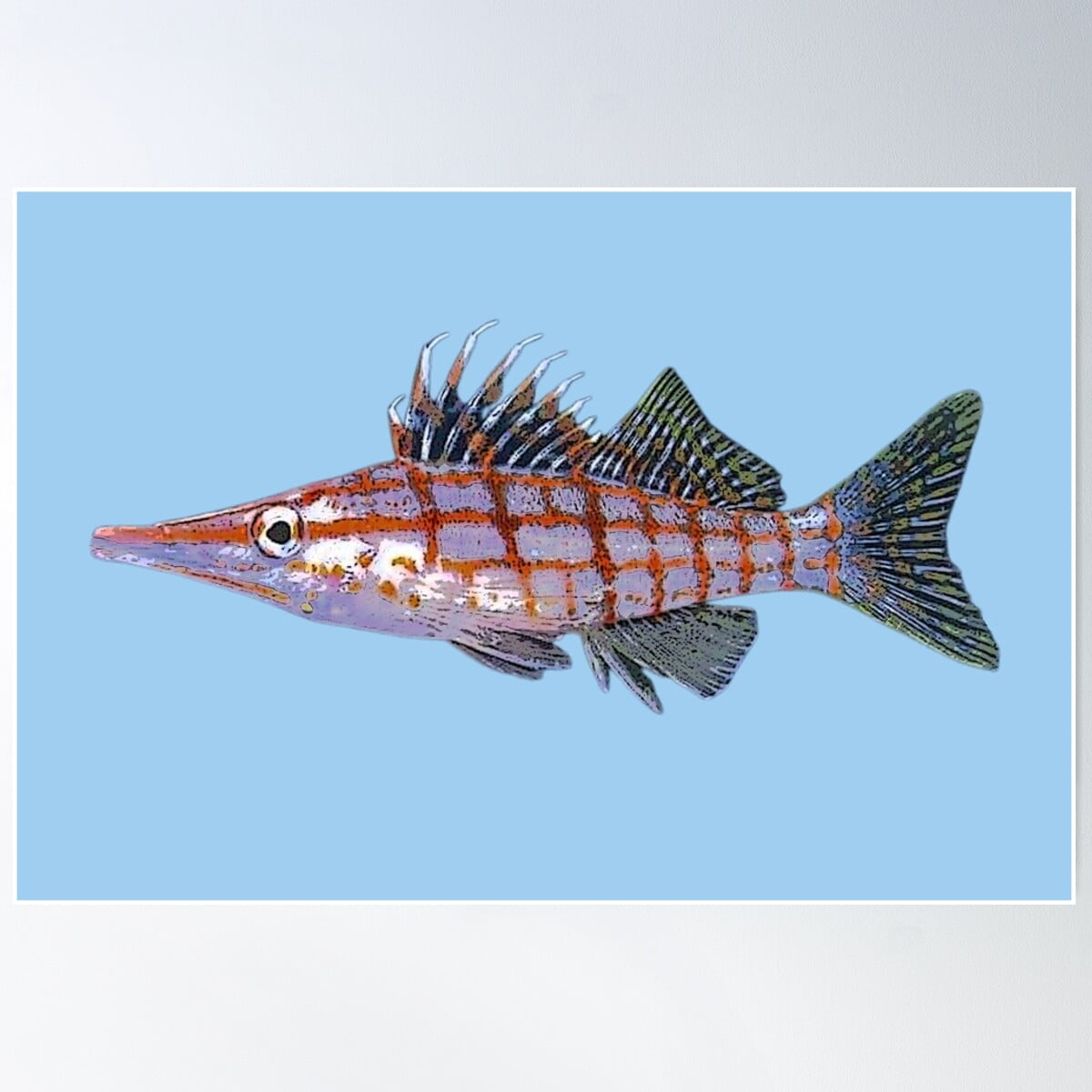 Longnose Hawkfish Color Design Poster Wall Art, Modern Wall Decor For ...